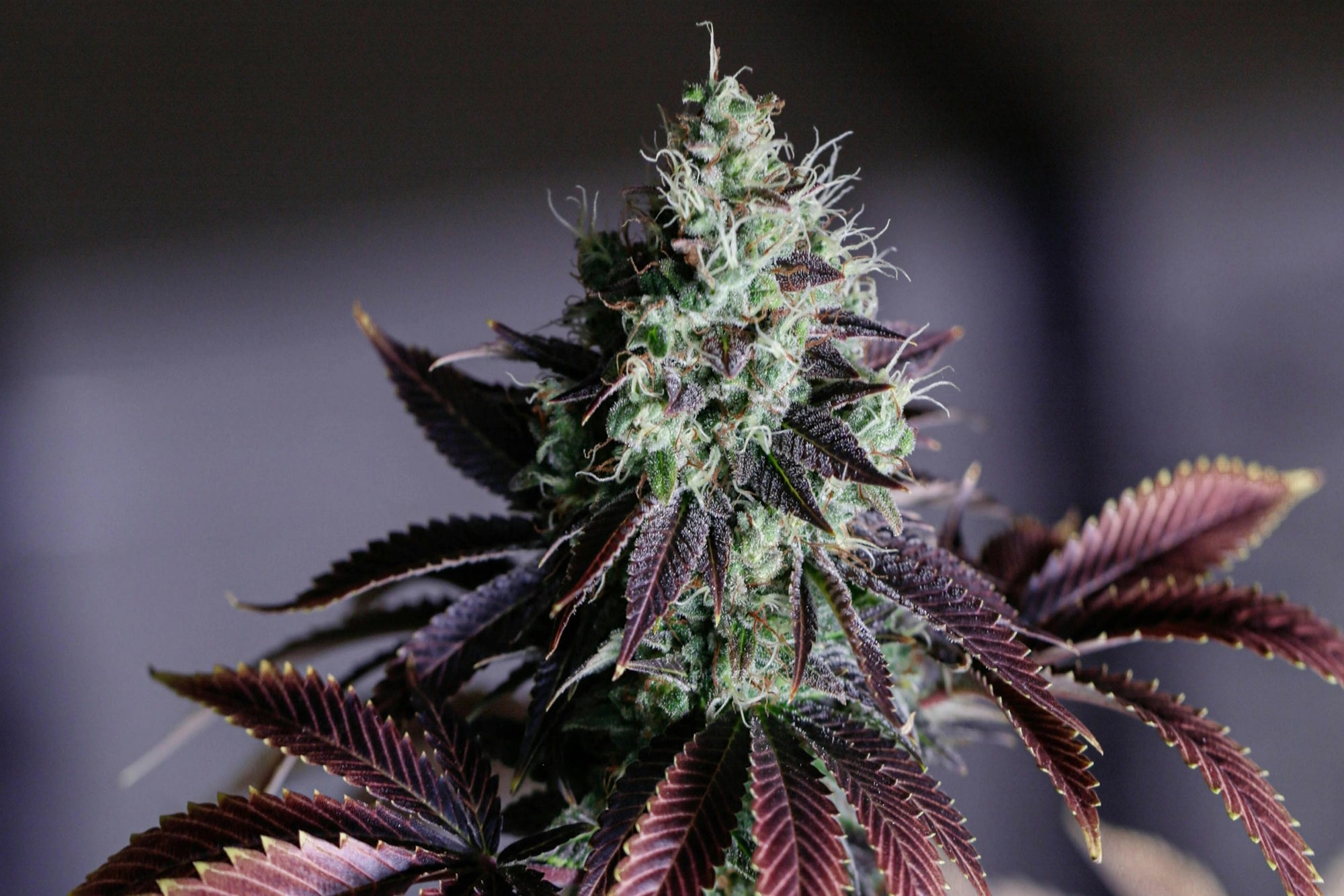 How to Grow a Thriving Vegetable Garden – Greener Gardens